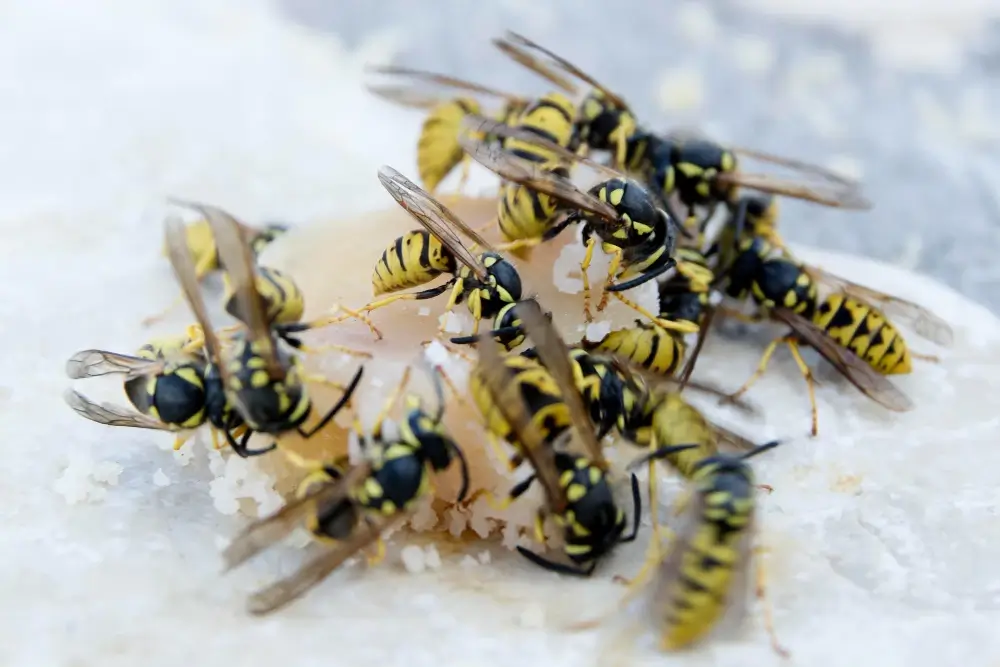 Wasp Pest Control - Bravo Pest Control